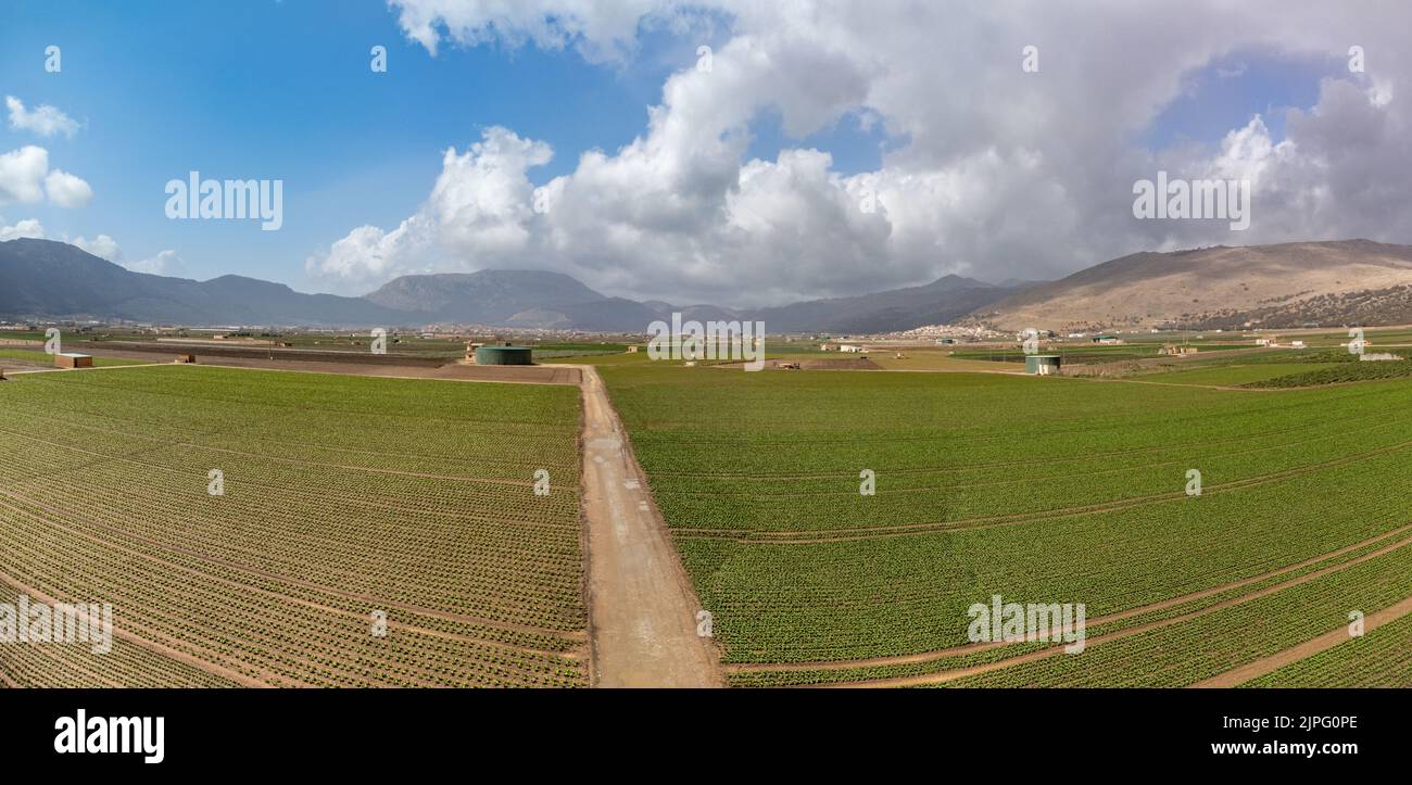 Farm fields with rows of green lettuce salad. Aerial view on ...