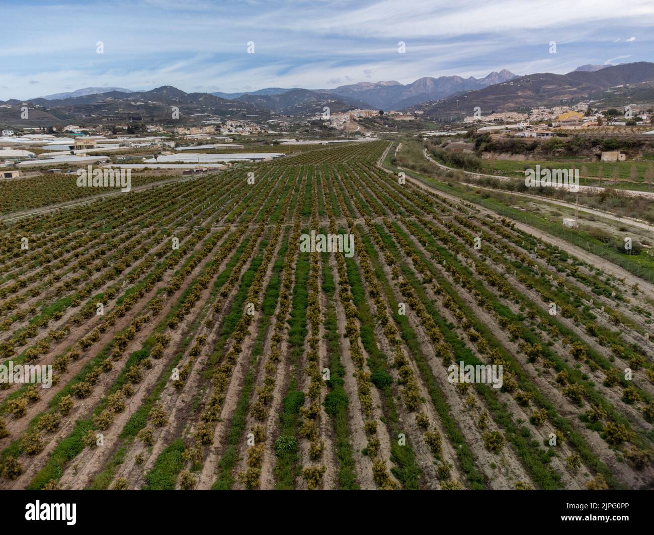 Aerial view on rows of evergreen avocado trees on plantations in Costa ...