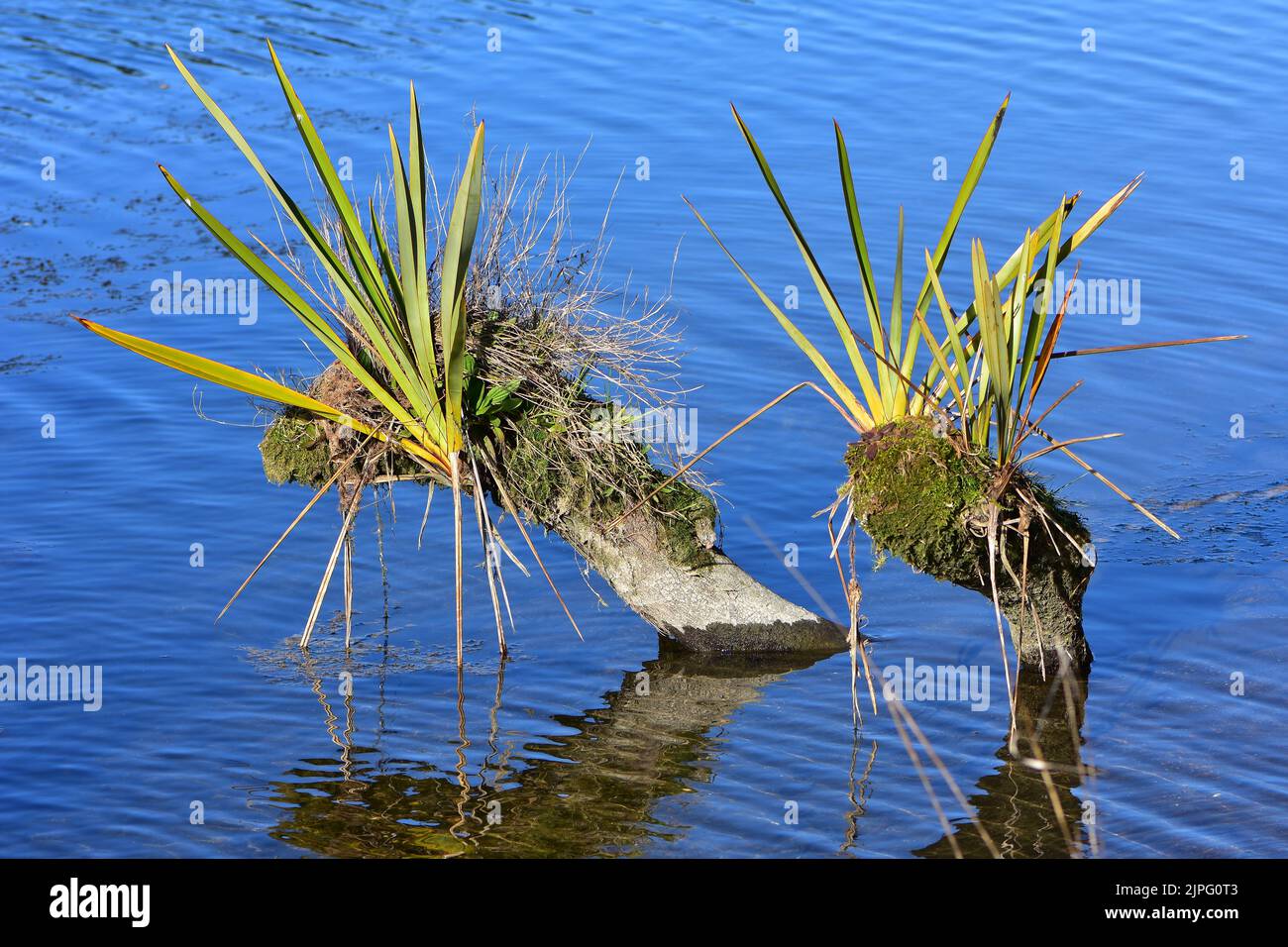 Epiphytes growing on dry parts of mostly submerged tree branch ...