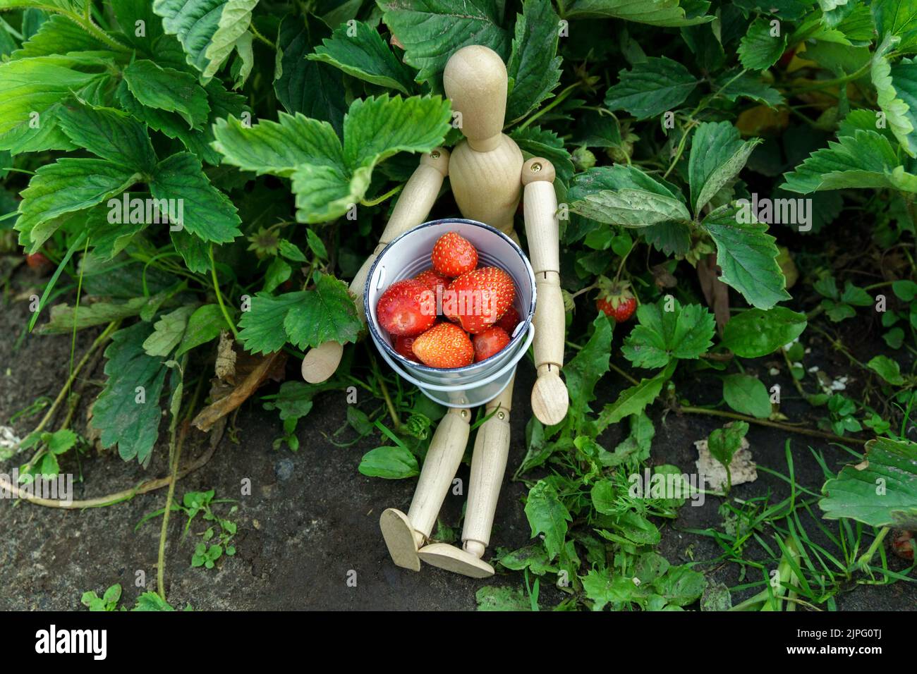 Harvesting strawberries. Collecting seasonal fruits outdoors. The ...