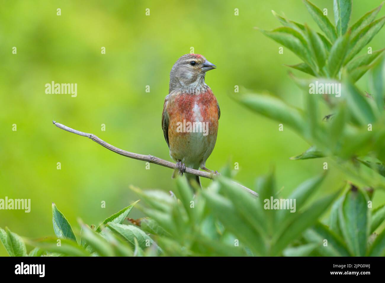 Linnet hedge hi-res stock photography and images - Alamy