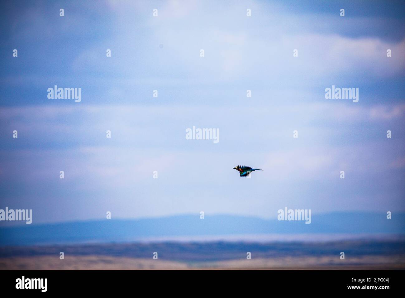 A vulture is a bird of prey that scavenges on carrion. There are 23 ...