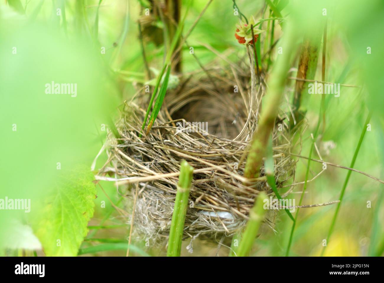 birds nest on the branch Old birds nest, built of scrap grass and twigs ...