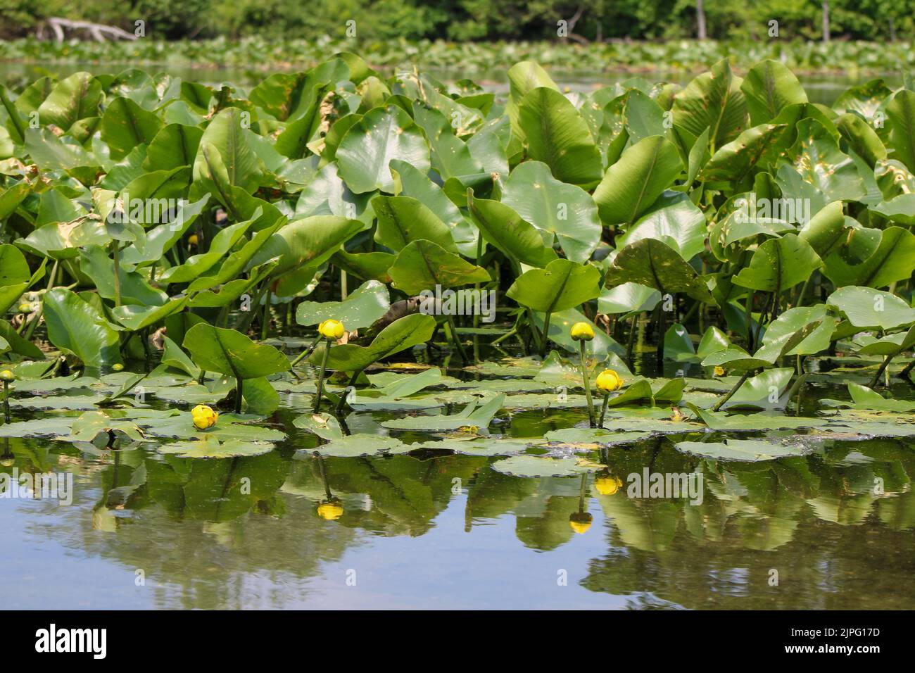 A reflective pond with yellow water lily flowers and dense leaves Stock Photo - Alamy