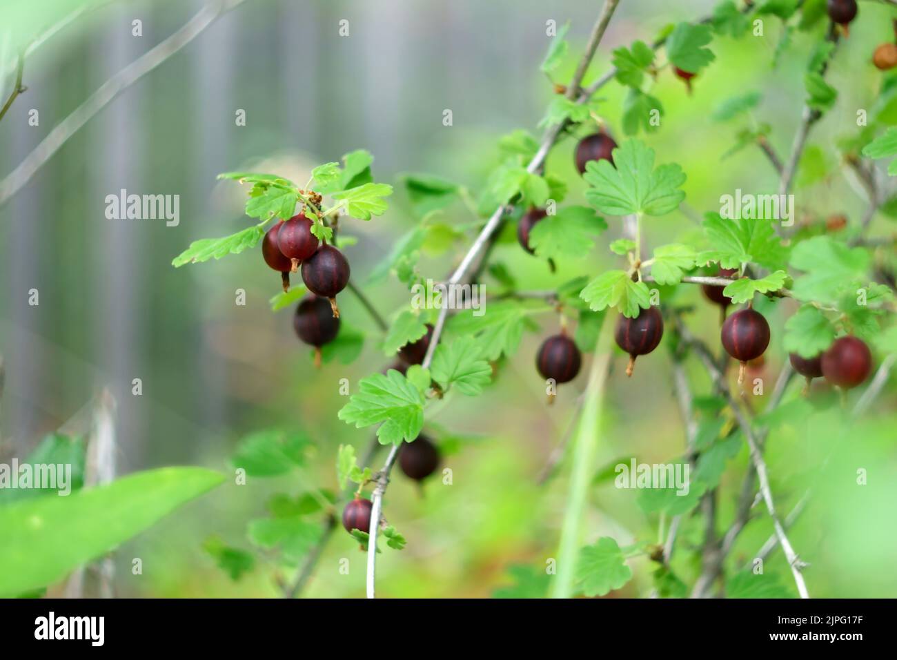 Ripe gooseberry berries close up on branches of bush. Growing and ...