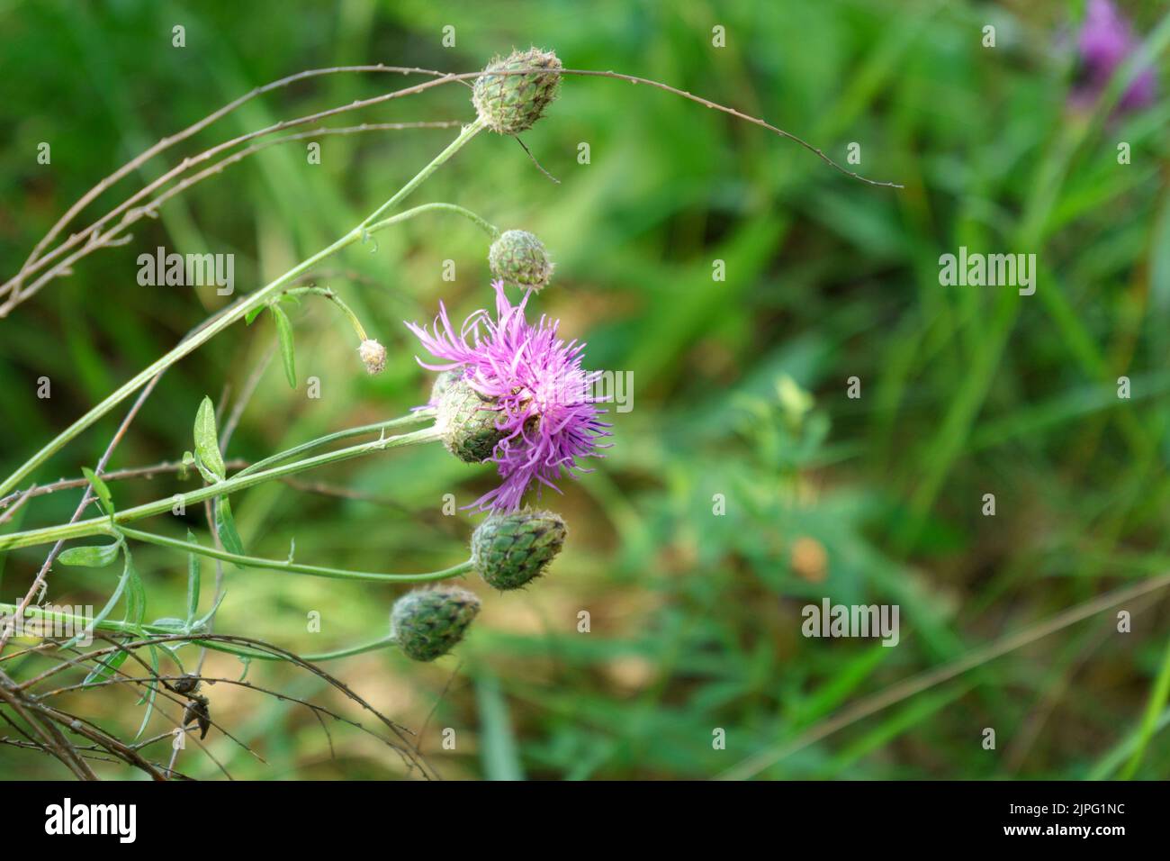 Carduus plant with purple flowers, family Asteraceae, and the tribe ...