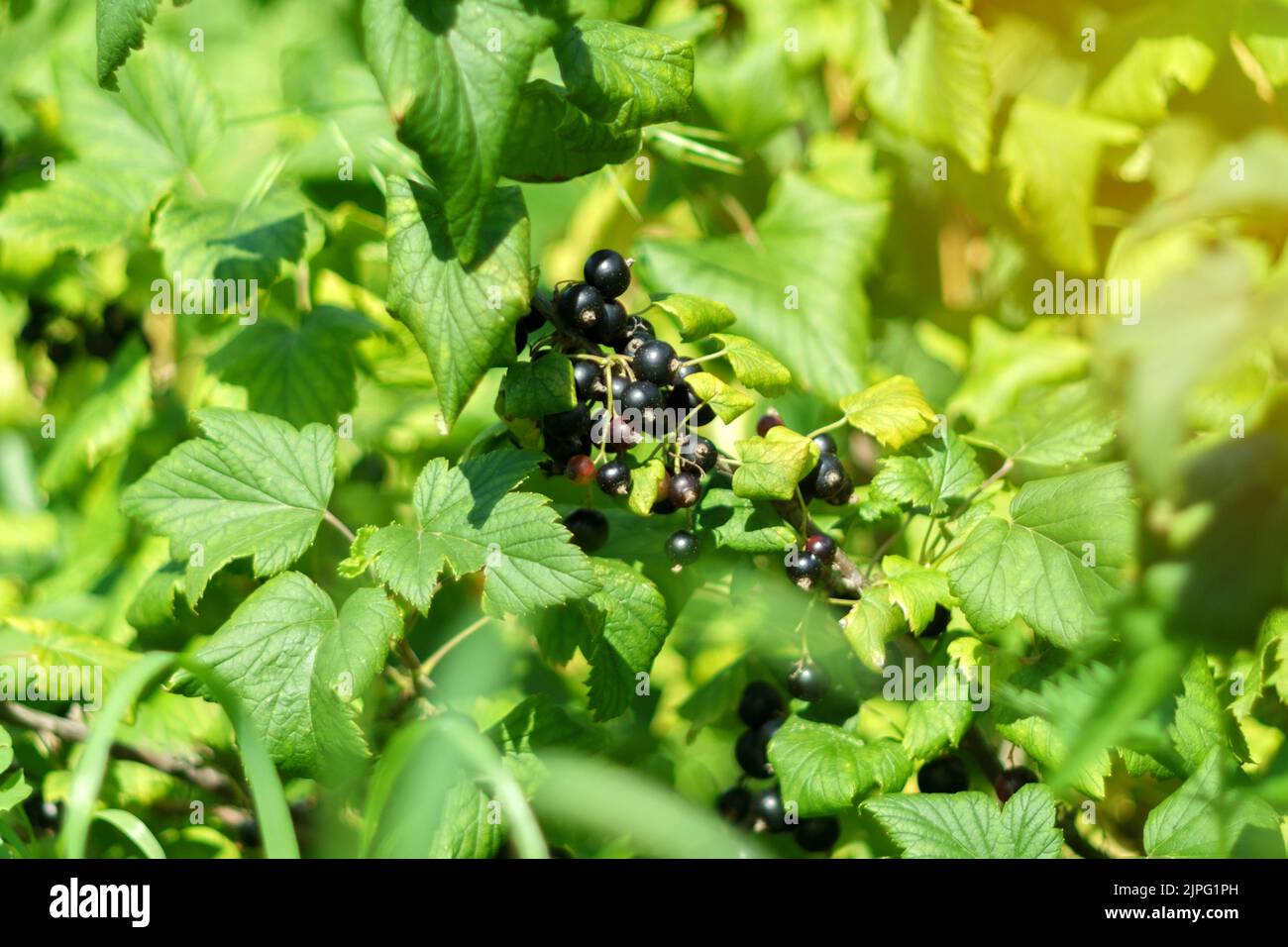 Black currant berry grows on a bush. Currant cultivation. Concept of ...