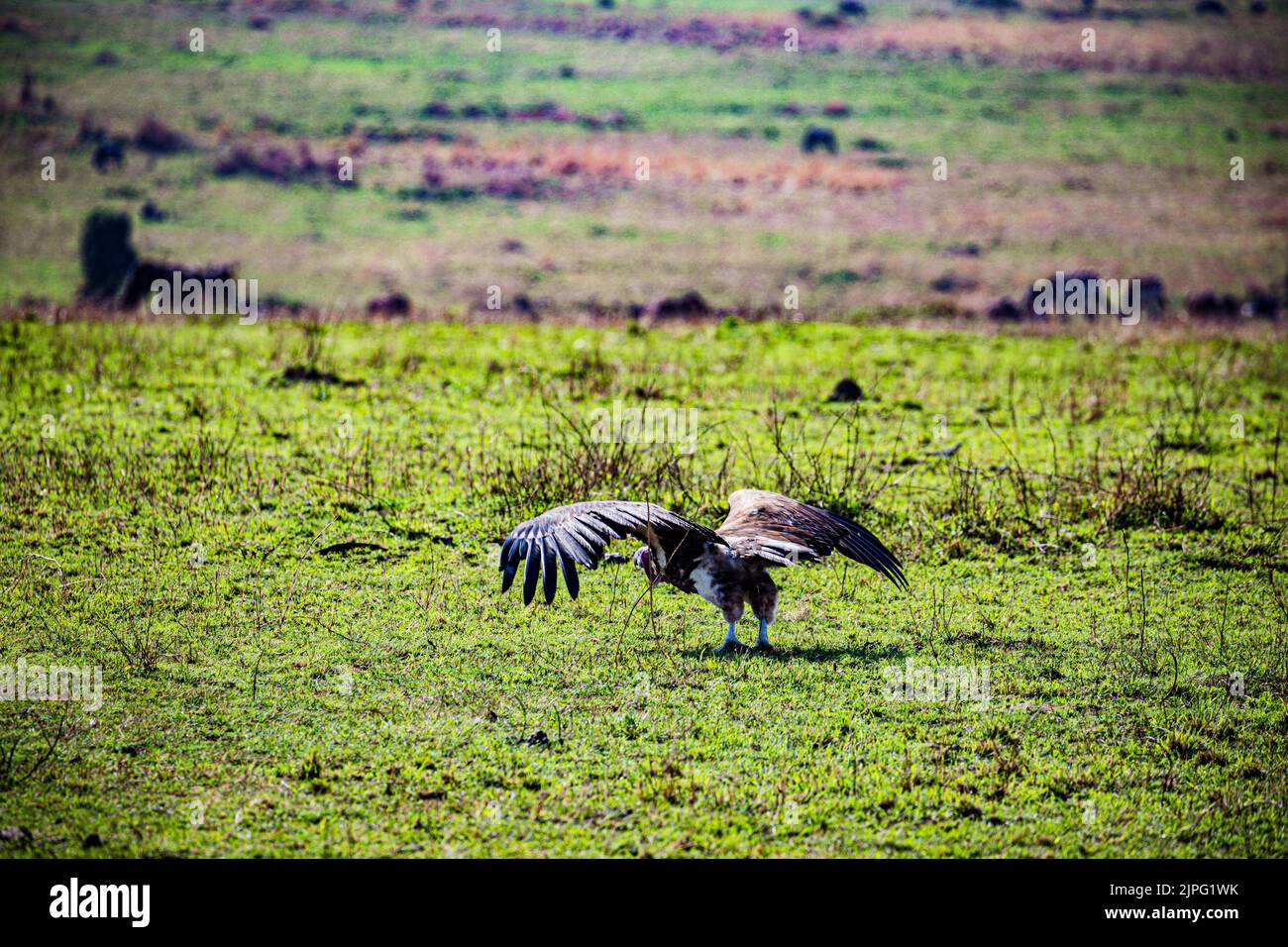 A vulture is a bird of prey that scavenges on carrion. There are 23 ...