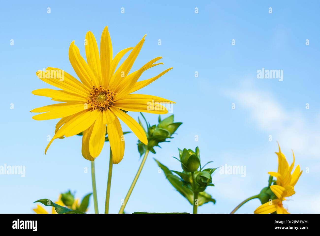 Compass plant hi-res stock photography and images - Alamy