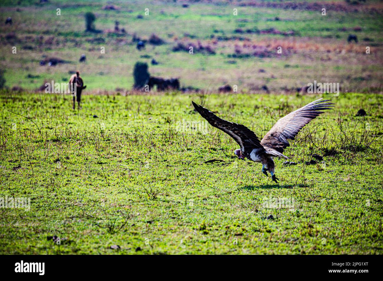 A vulture is a bird of prey that scavenges on carrion. There are 23 ...