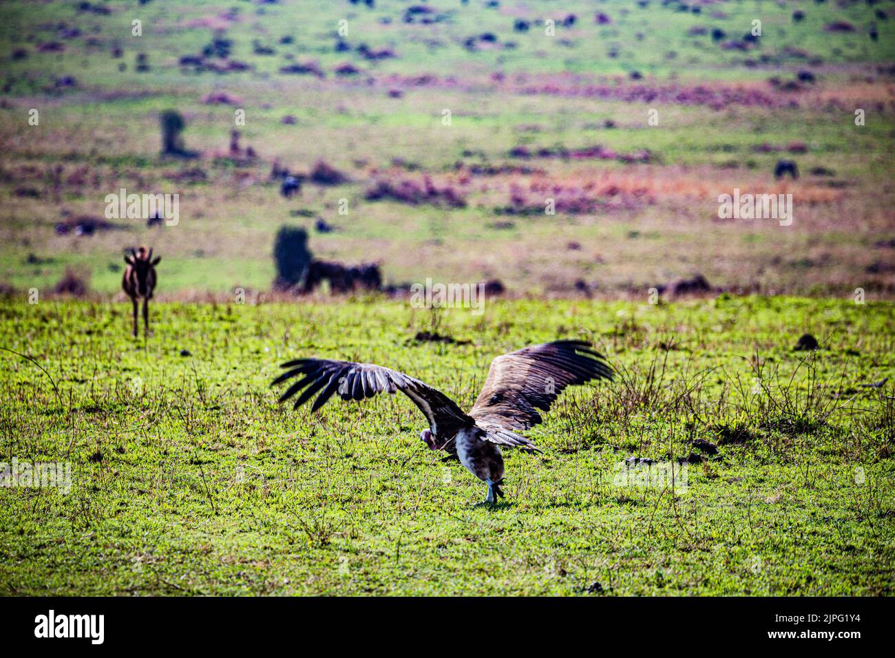 A vulture is a bird of prey that scavenges on carrion. There are 23 ...