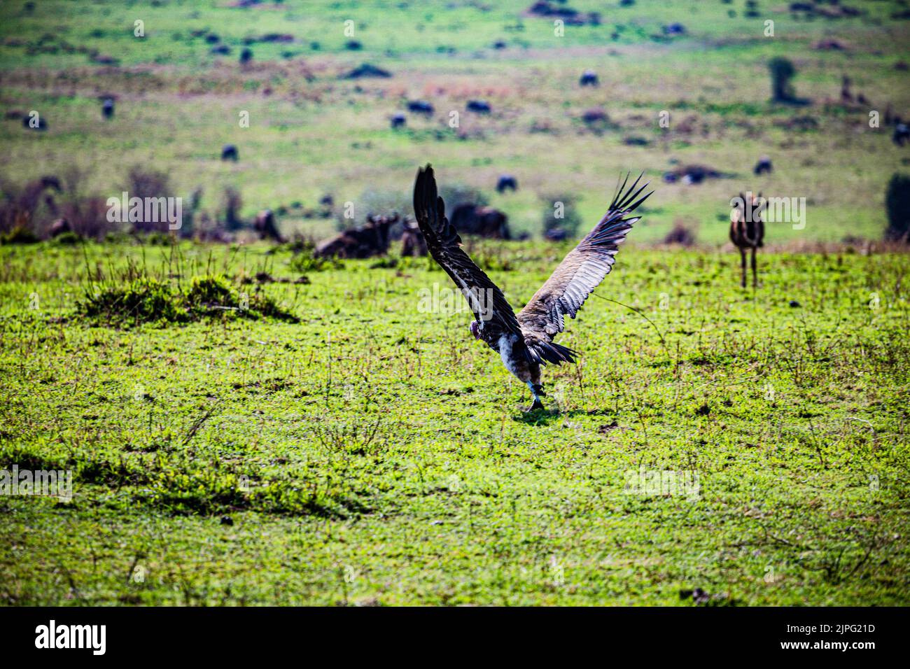 A vulture is a bird of prey that scavenges on carrion. There are 23 ...