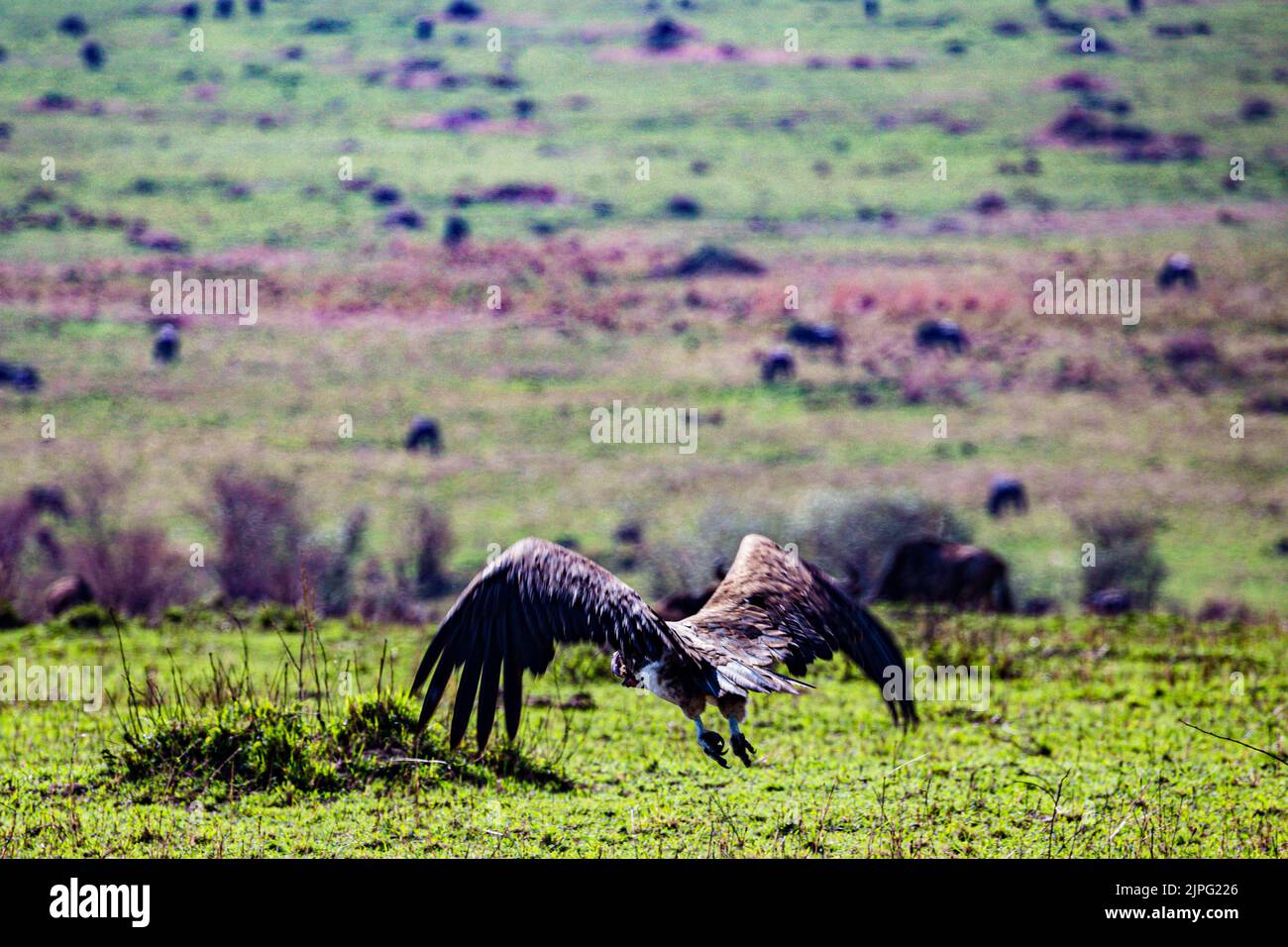A vulture is a bird of prey that scavenges on carrion. There are 23 ...