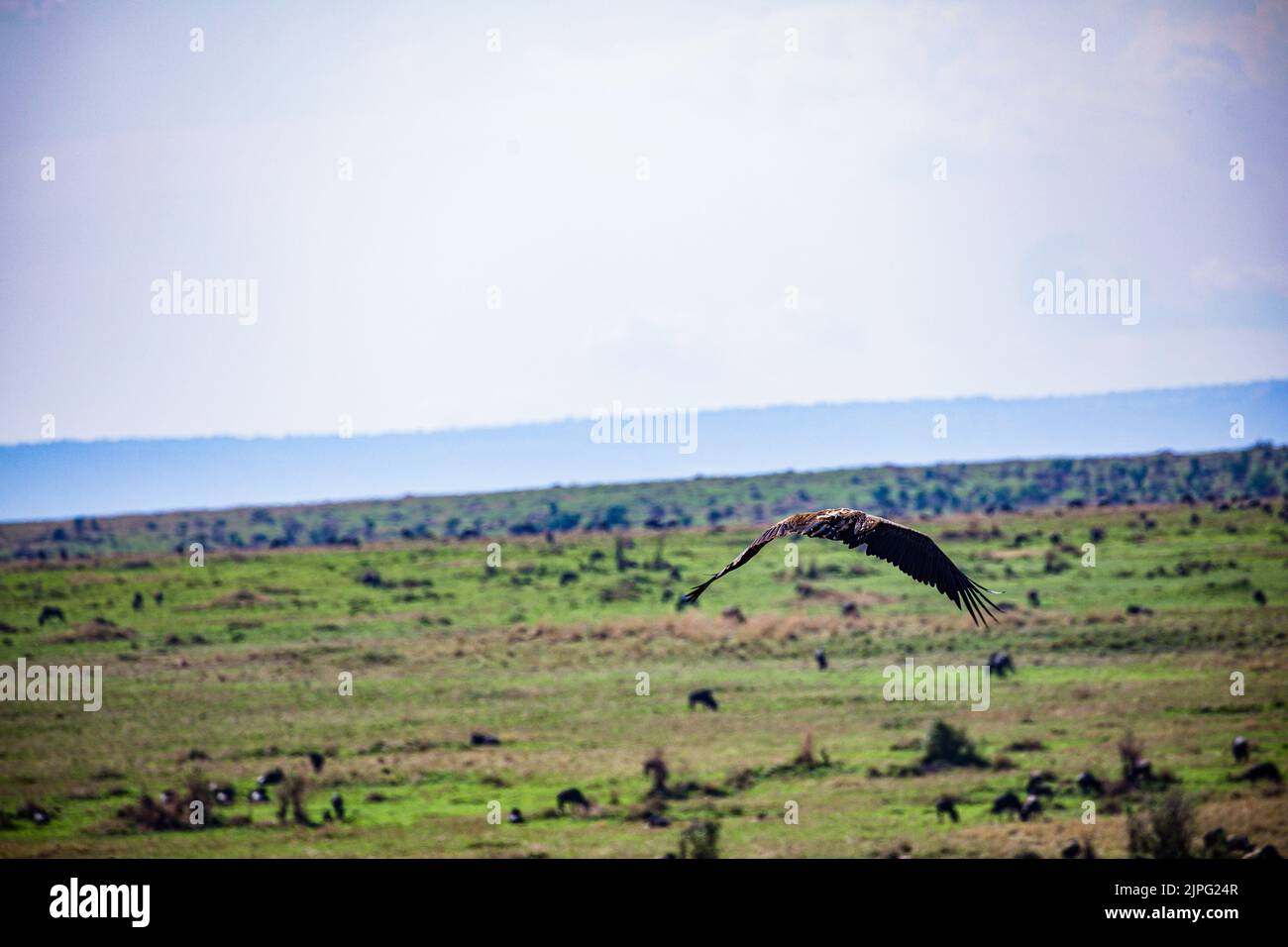 A vulture is a bird of prey that scavenges on carrion. There are 23 ...