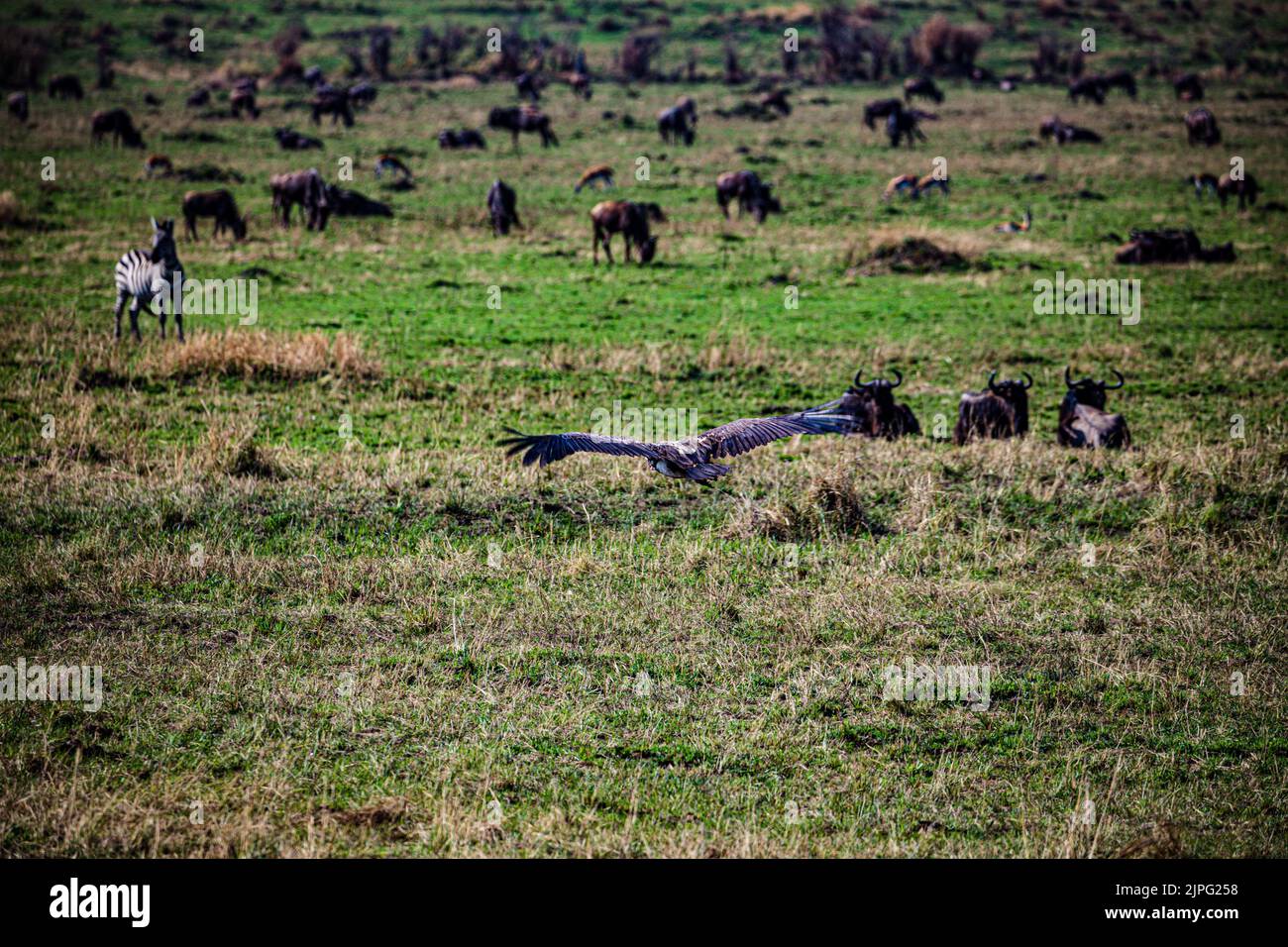 Wildebeest, also called gnu, are antelopes of the genus Connochaetes ...