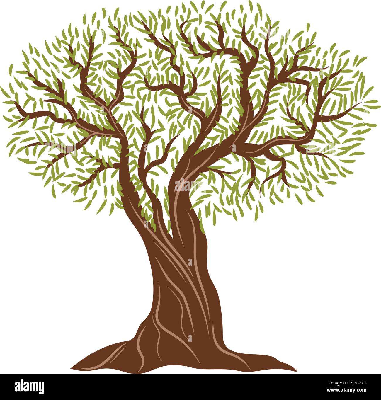 Olive tree isolated botanical plant. Vector green leaves and massive ...