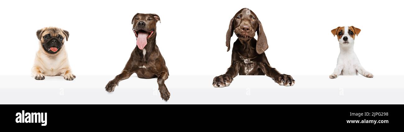 Collage. Studio images of four purebred dogs peeking out table, posing ...