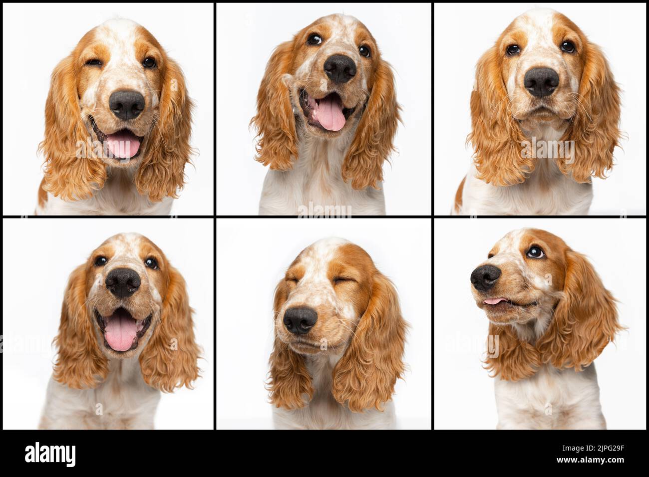 Collage. Cute, playful, smiling Cocker Spaniel dog posing isolated over ...