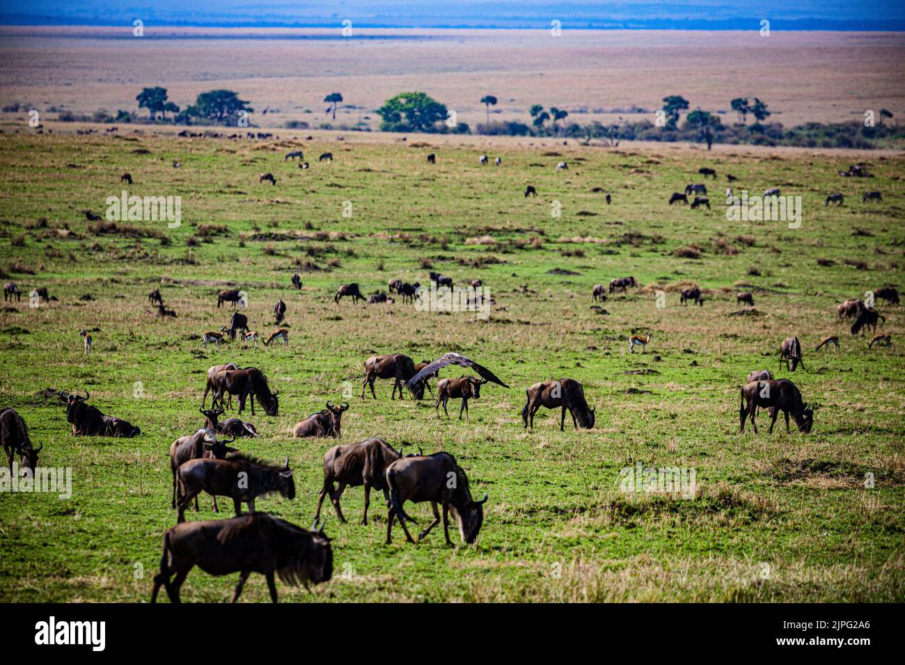 Wildebeest, also called gnu, are antelopes of the genus Connochaetes ...