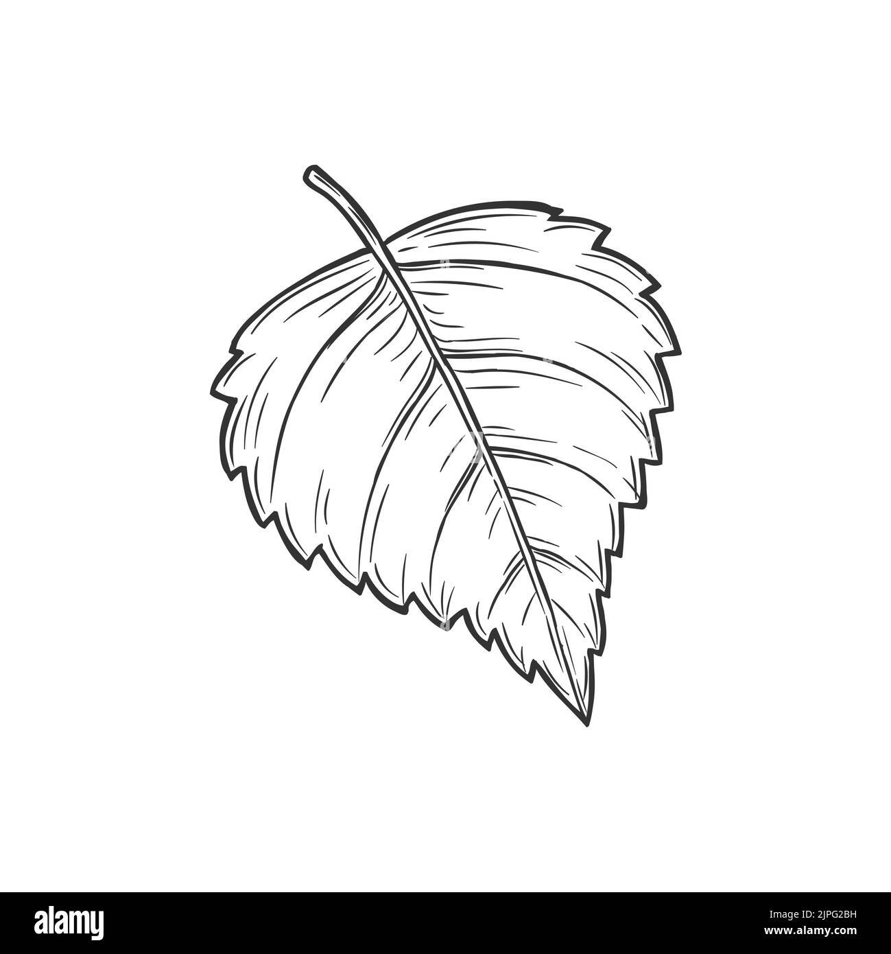 Black alder botanical drawing Cut Out Stock Images & Pictures - Alamy