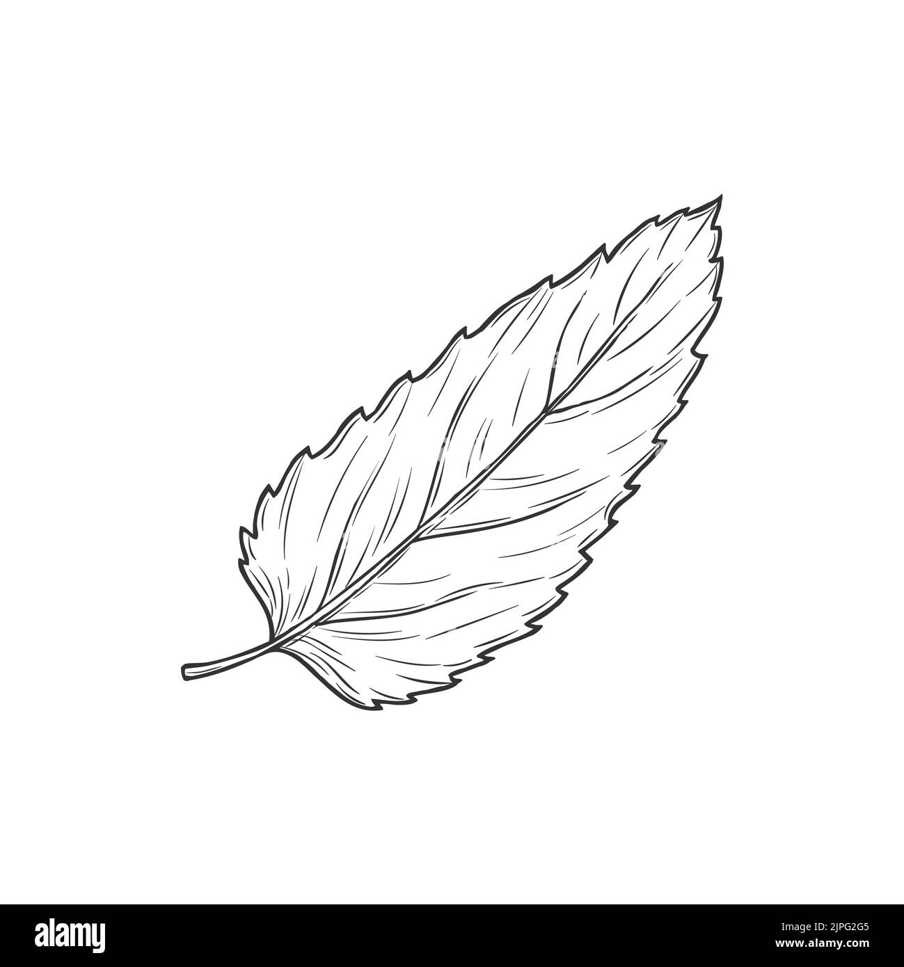 Elm or ash tree leaf isolated monochrome sketch. Vector botanical hand ...