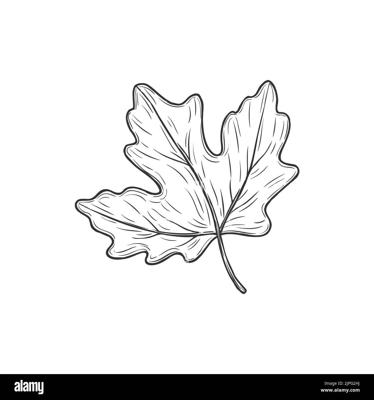 Viburnum leaf isolated plant sketch. Vector foliage on stem monochrome ...