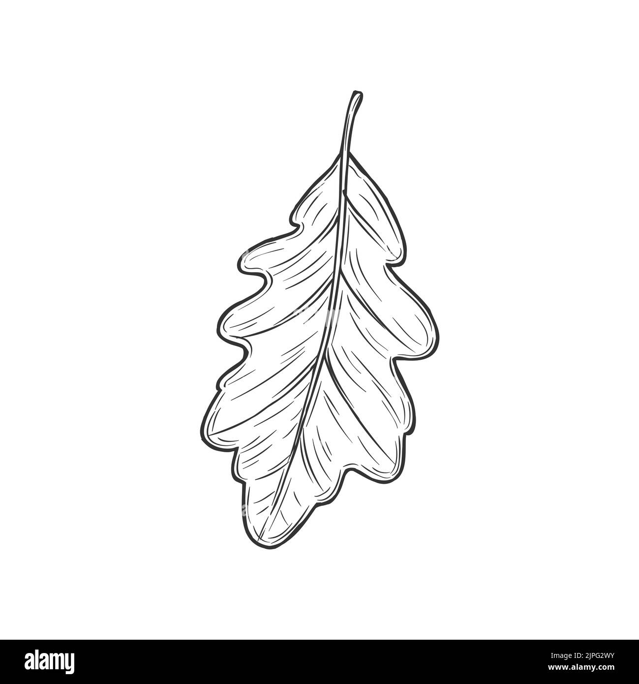 Quercus robur illustration Stock Vector Images - Alamy