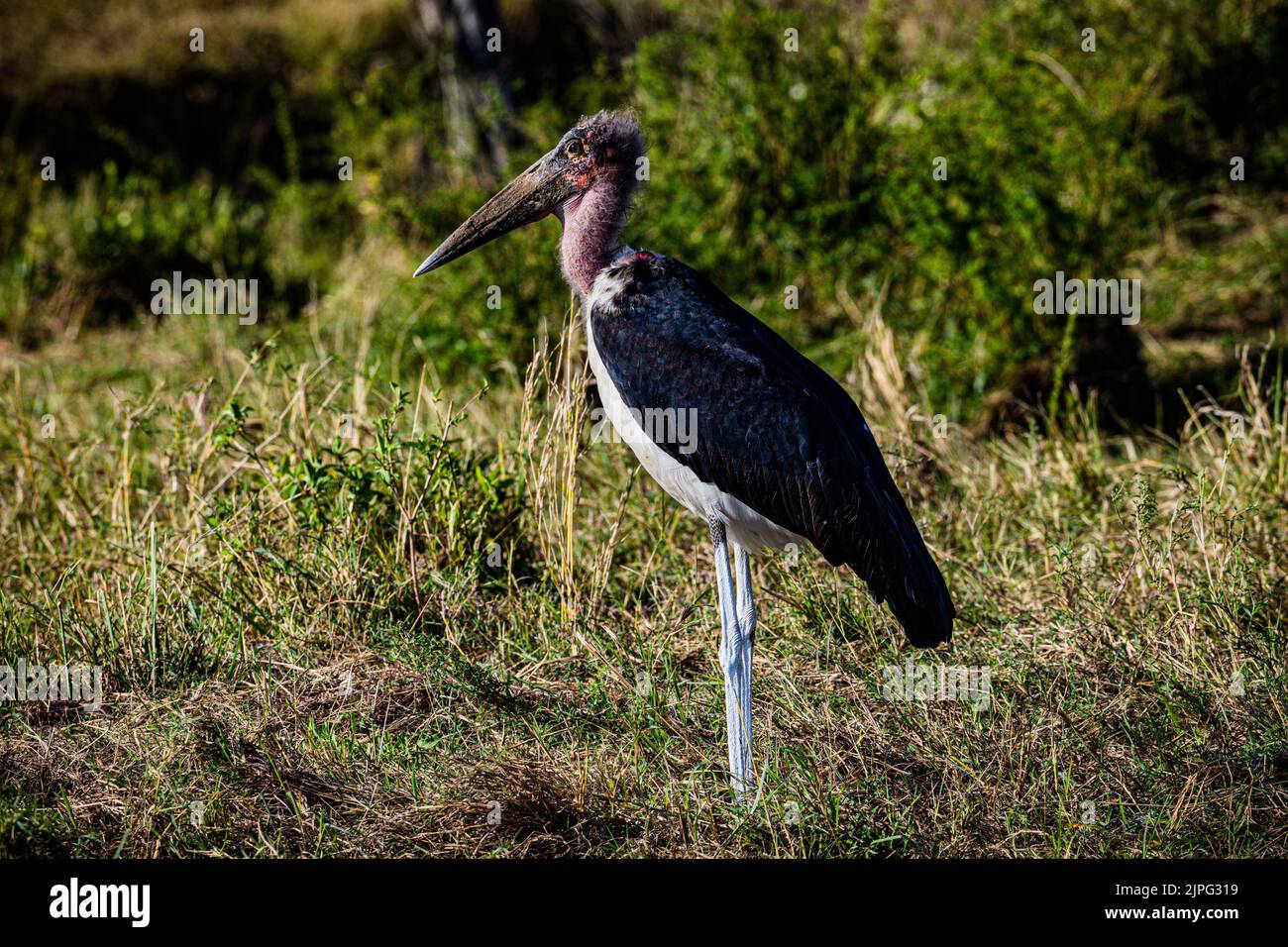Massive black bird hi-res stock photography and images - Alamy