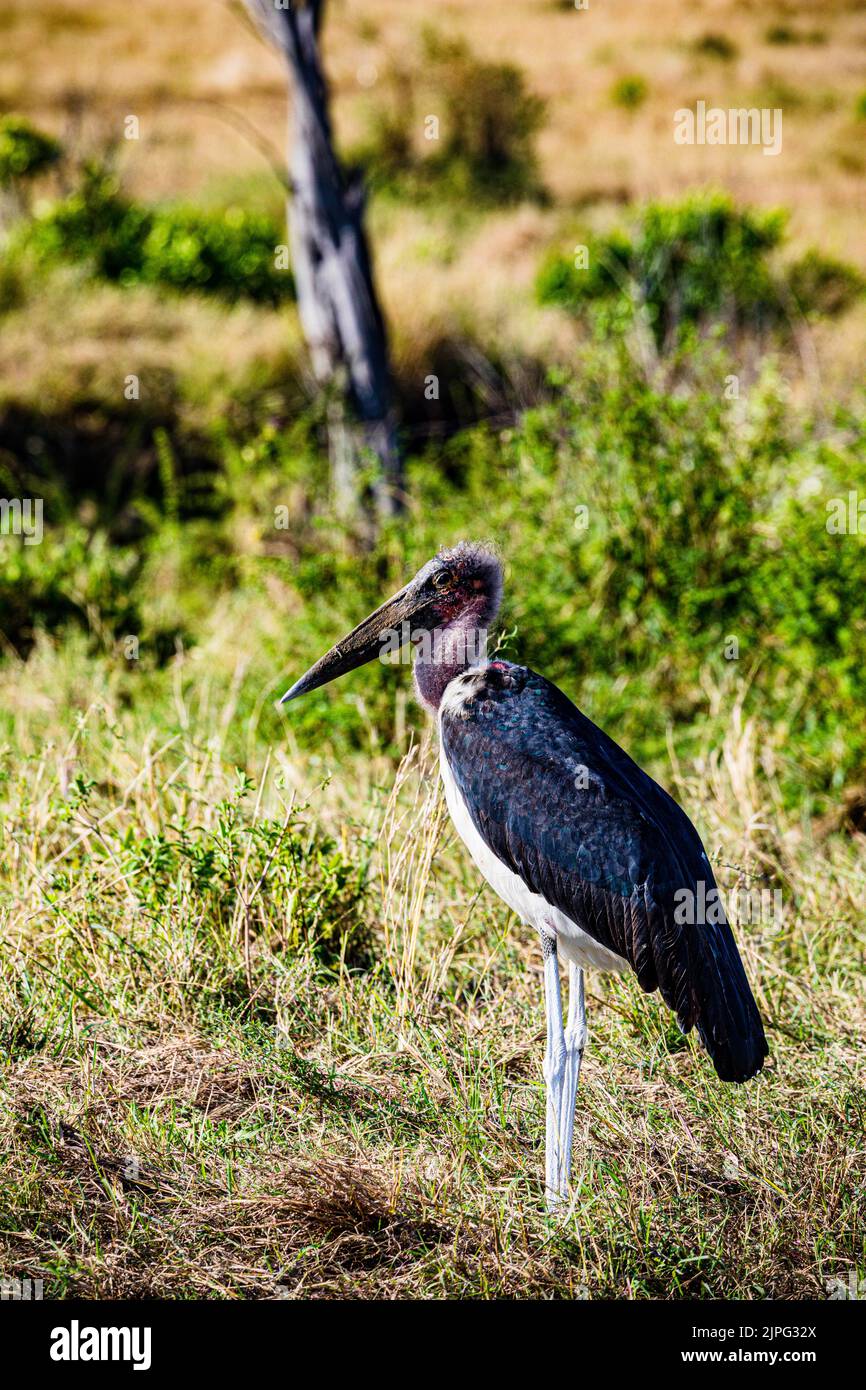 Marabou Stork Birds Maasai Mara National Reserve Park Narok County ...