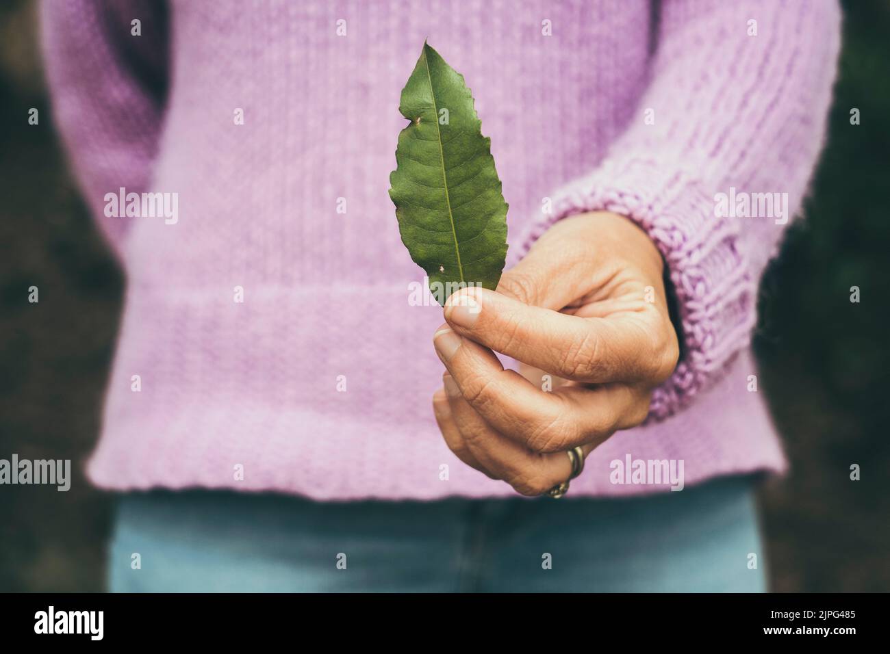 Close up of green leaf holded by human hand in outdoor park. Color life ...