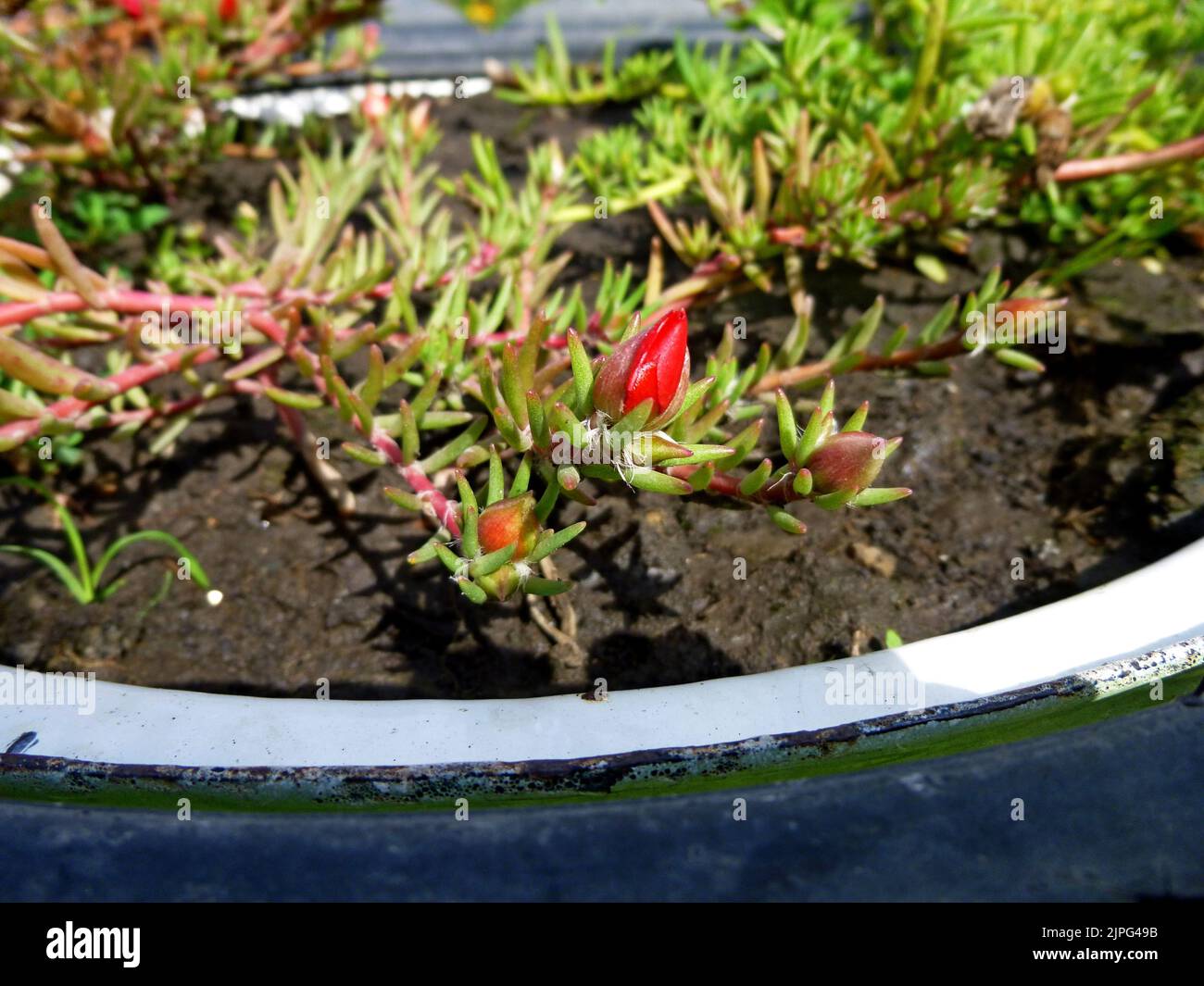 Purslane red white flowers blooms in the garden on a summer sunny day ...