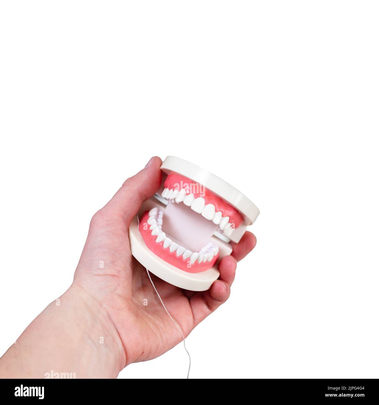 Human jaw in hand on white background Stock Photo - Alamy