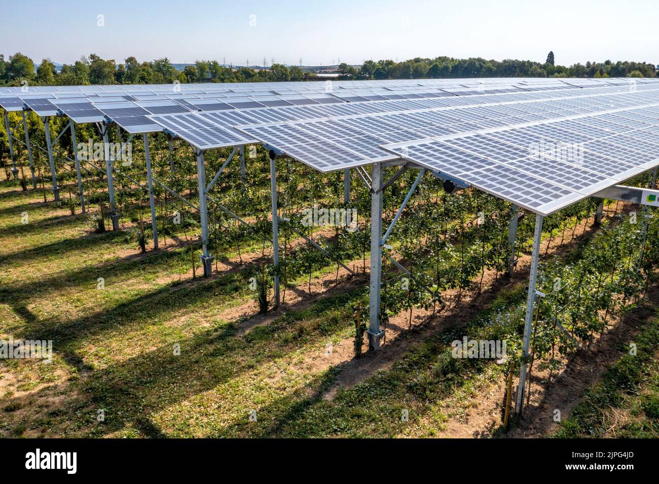 Agri-photovoltaic test facility, an apple orchard was covered with two ...