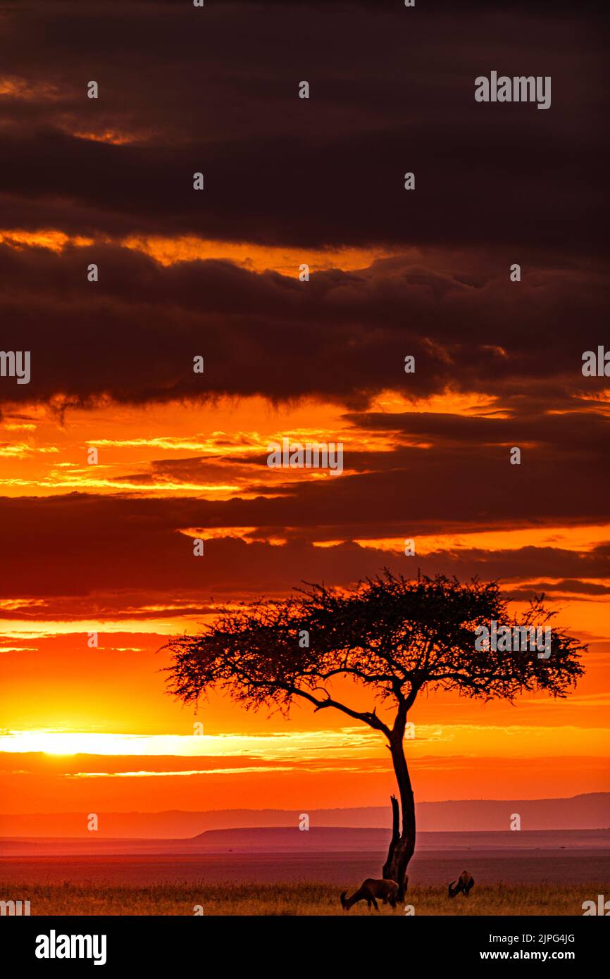 Maasai Mara National Game Reserve Sunset Sunrise Sundowner great Rift ...