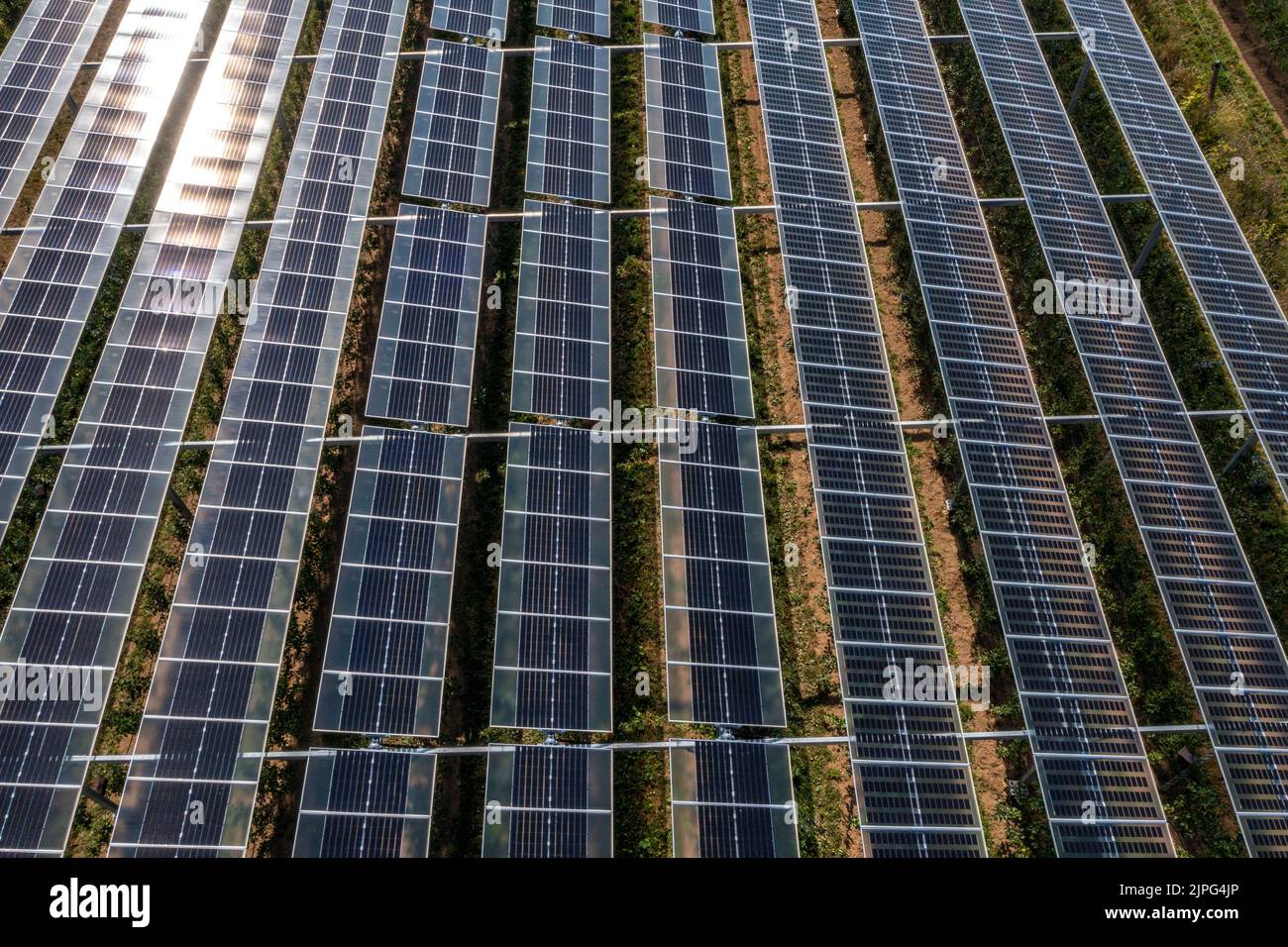 Agri-photovoltaic test facility, an apple orchard was covered with two ...