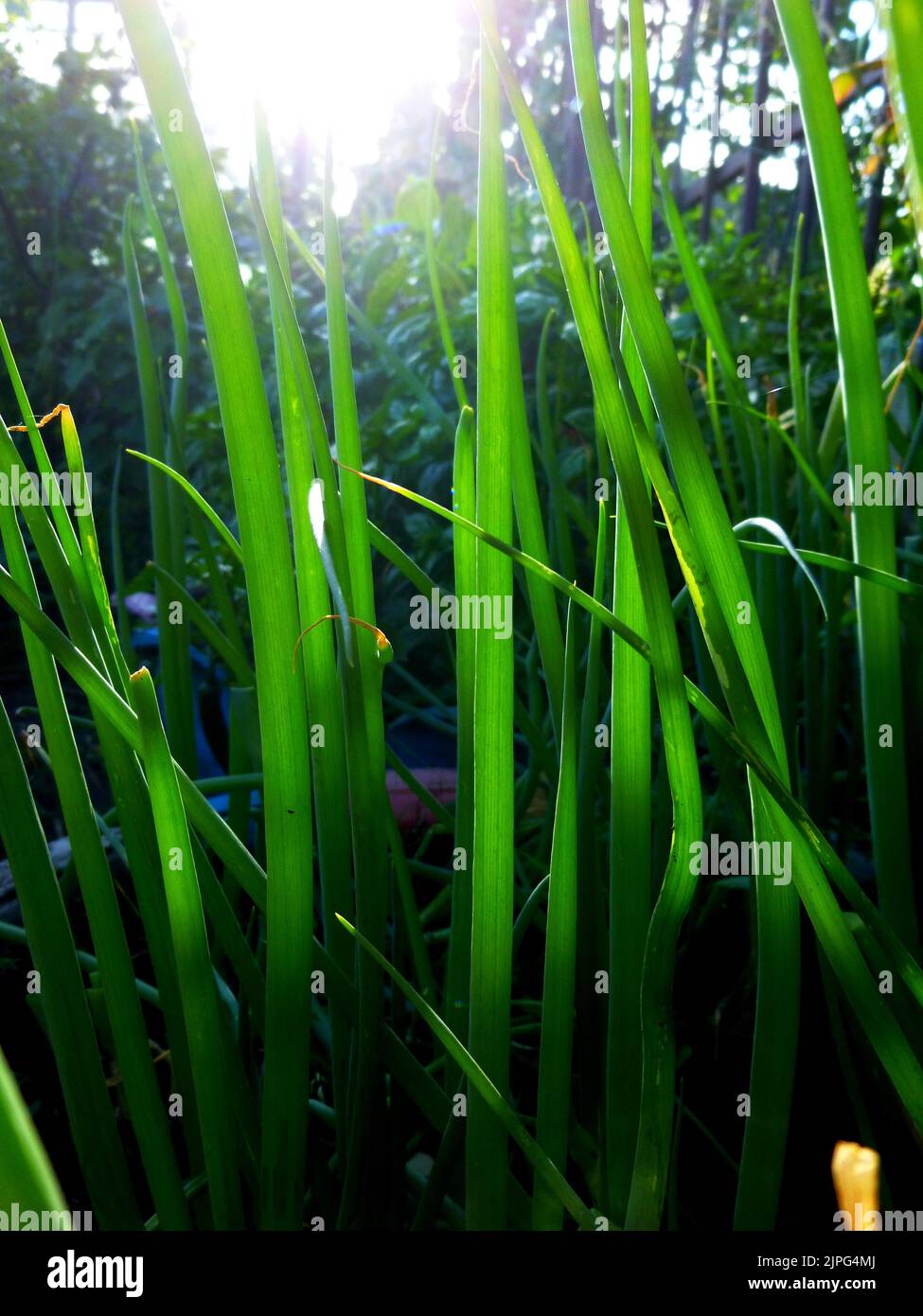 Green onion, scallion, shallots growing in a garden bed in ground soil ...