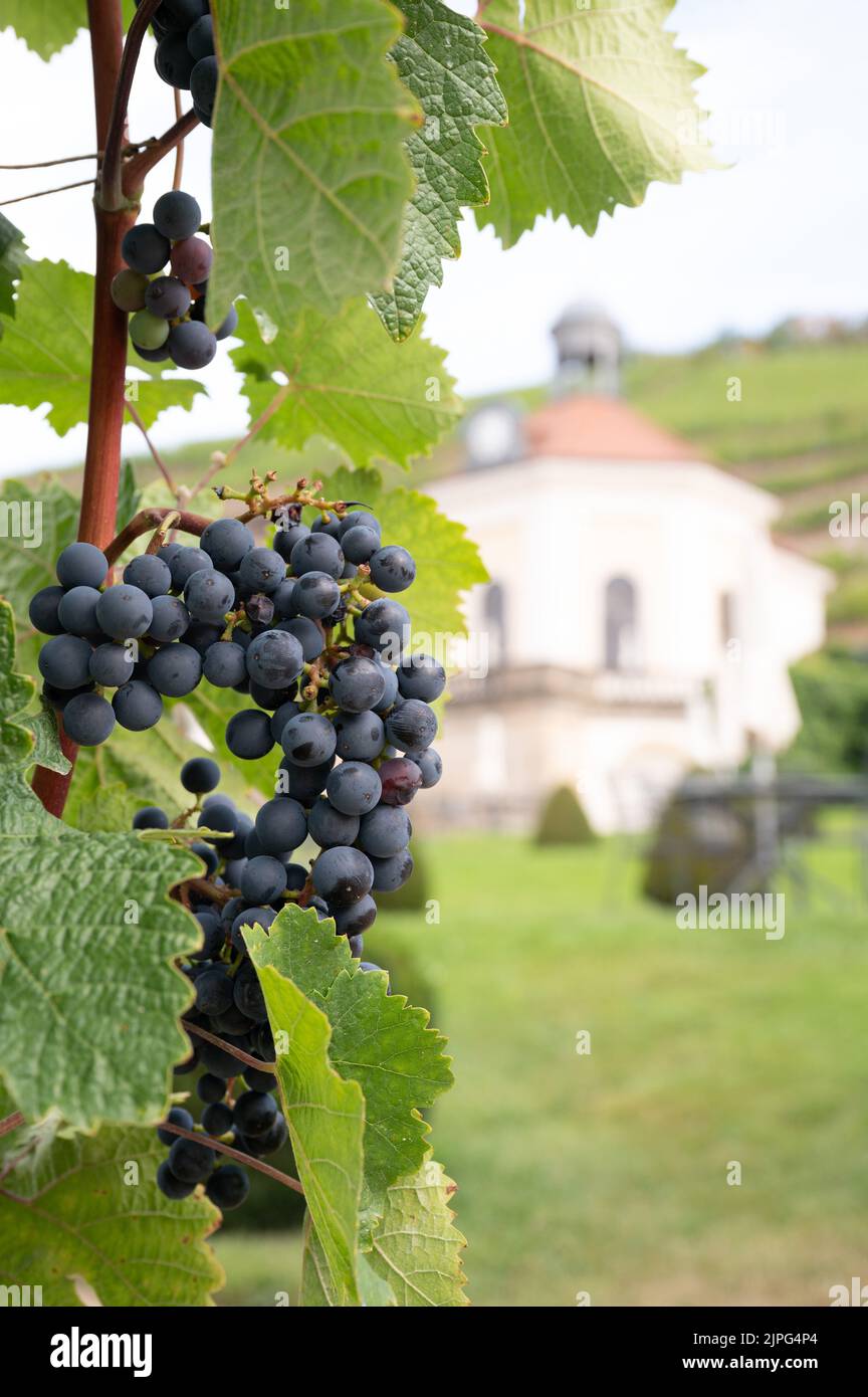 Radebeul, Germany. 18th Aug, 2022. Grapes hang at the Wackerbarth ...