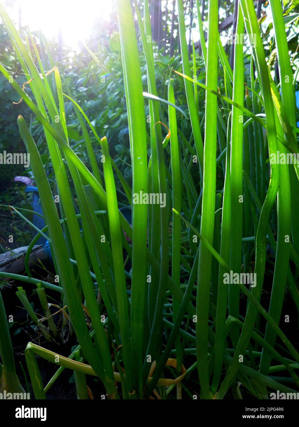 Green onion, scallion, shallots growing in a garden bed in ground soil ...