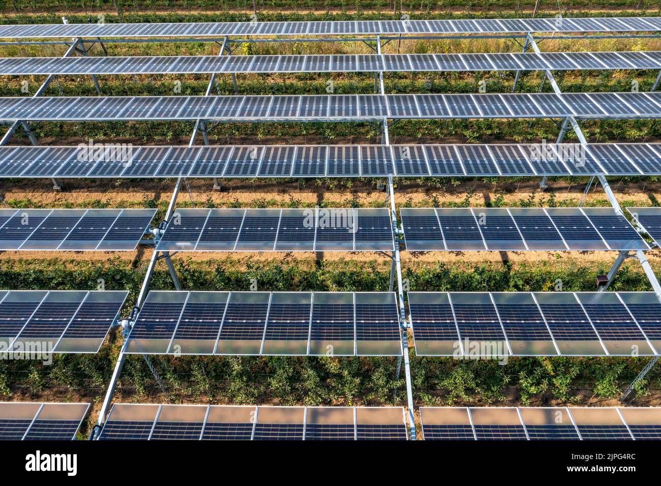 Agri-photovoltaic test facility, an apple orchard was covered with two ...