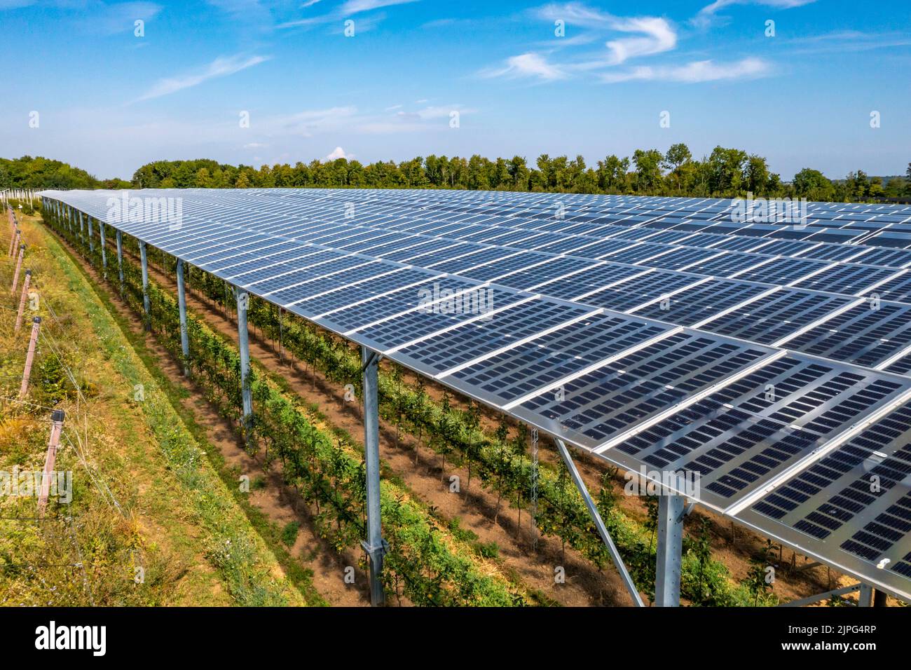 Agri-photovoltaic test facility, an apple orchard was covered with two ...