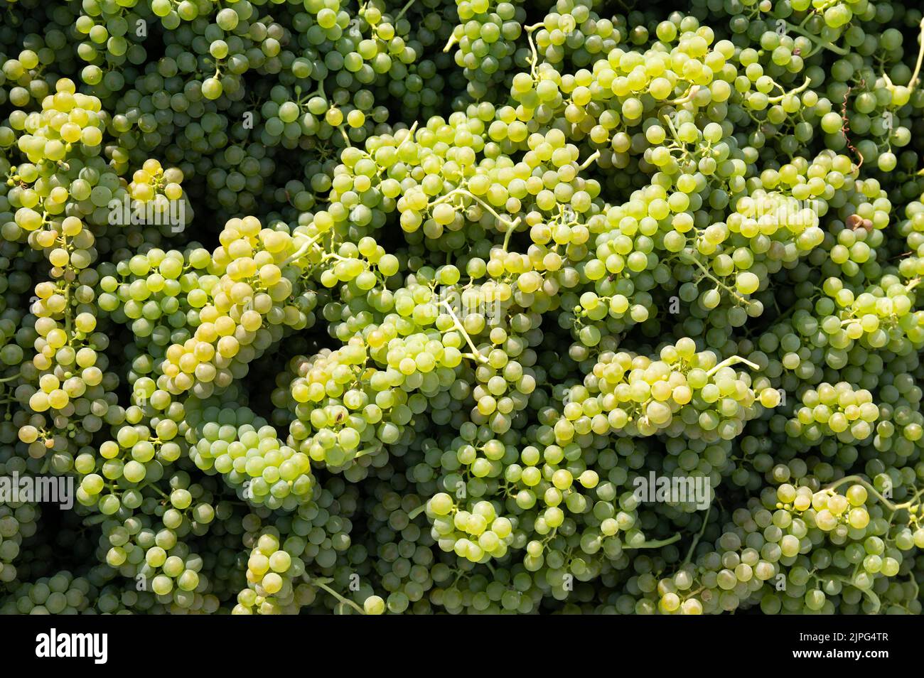 Radebeul, Germany. 18th Aug, 2022. Grapes of the early Solaris variety ...