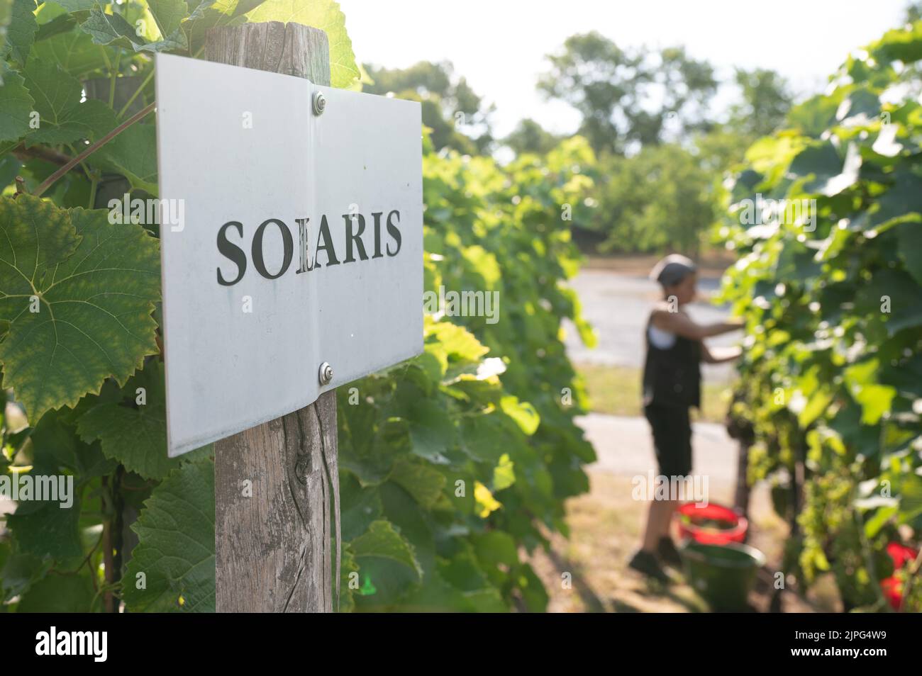 Radebeul, Germany. 18th Aug, 2022. A woman harvests grapes of the early ...