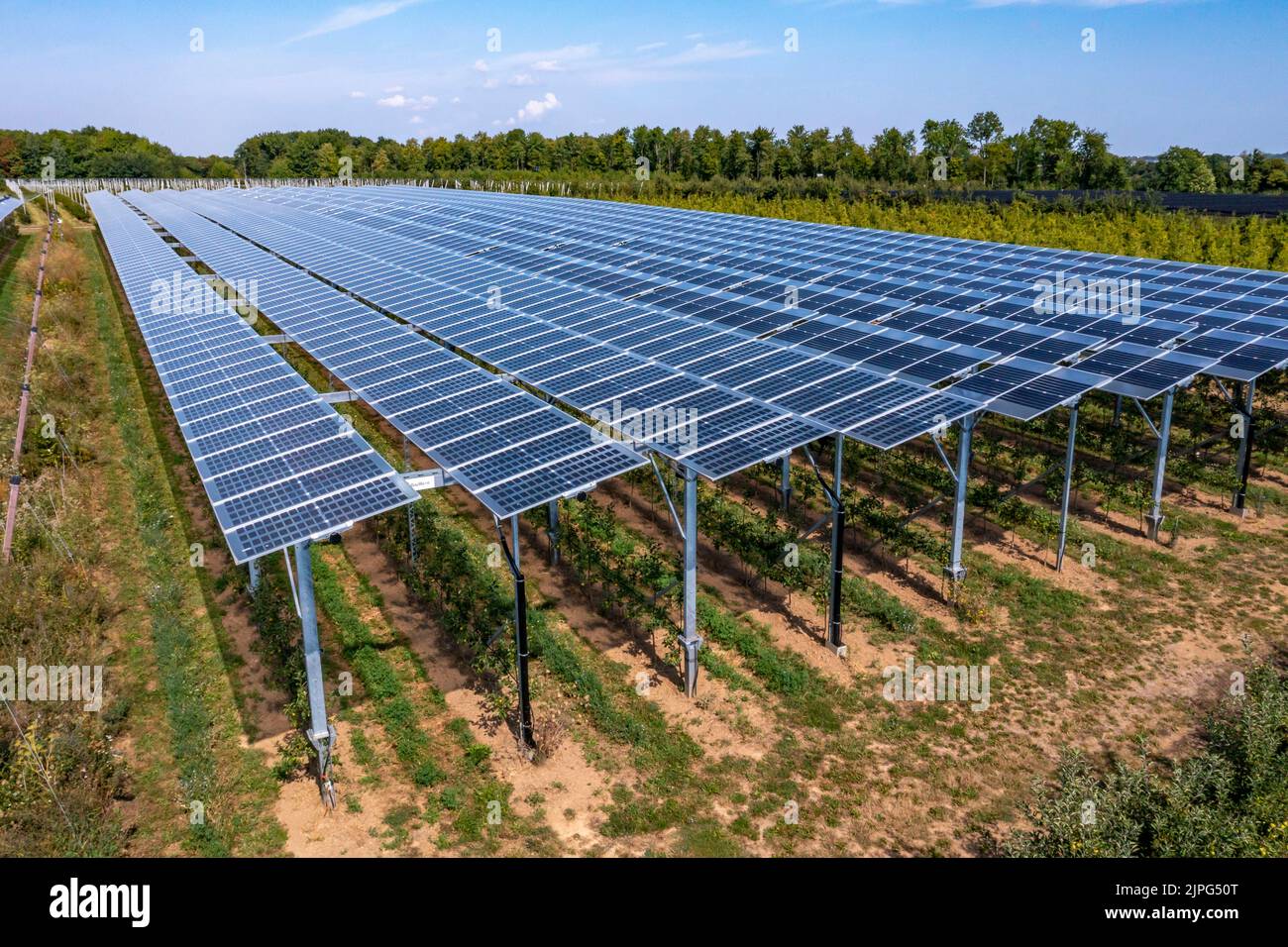 Agri-photovoltaic test facility, an apple orchard was covered with two ...