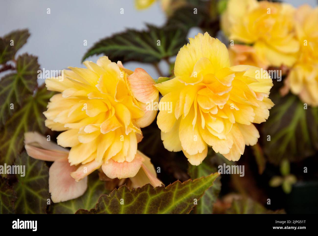 Close up of Yellow Begonia flower growing. Begonia evansiana Stock ...