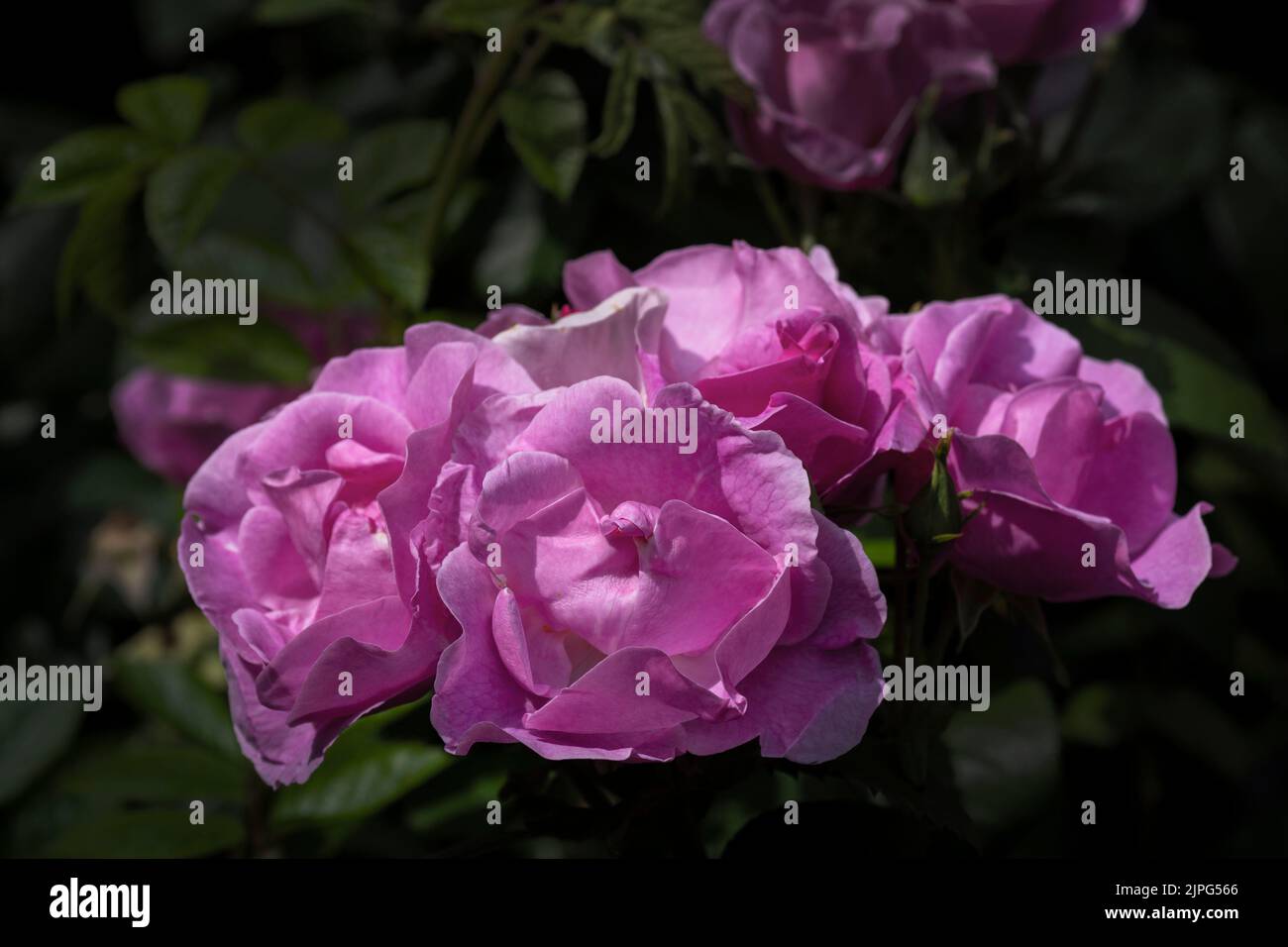 Rosa Lucky a repeat flowering Floribunda shrub rose growing in a garden ...