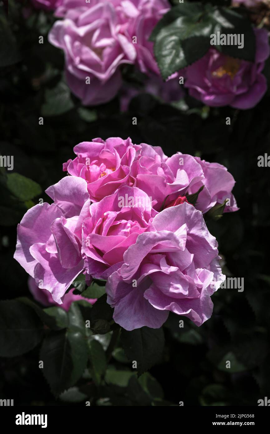Rosa Lucky a repeat flowering Floribunda shrub rose growing in a garden ...