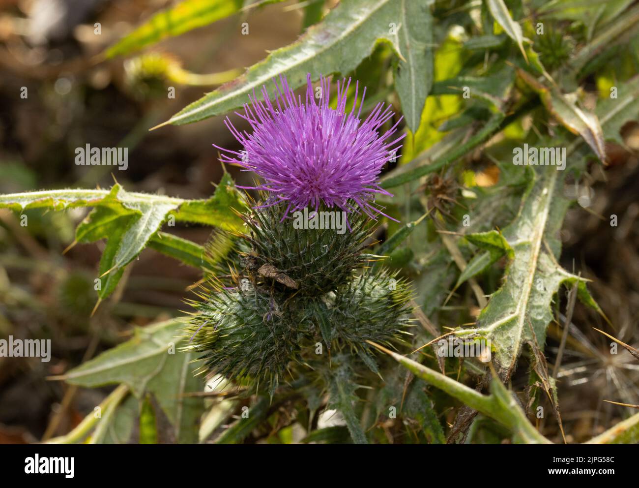 The ubiquitous Spear Thistle is a common weed of pastures and waste ...