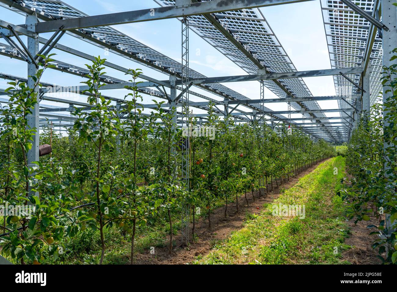 Agri-photovoltaic test facility, an apple orchard was covered with two ...