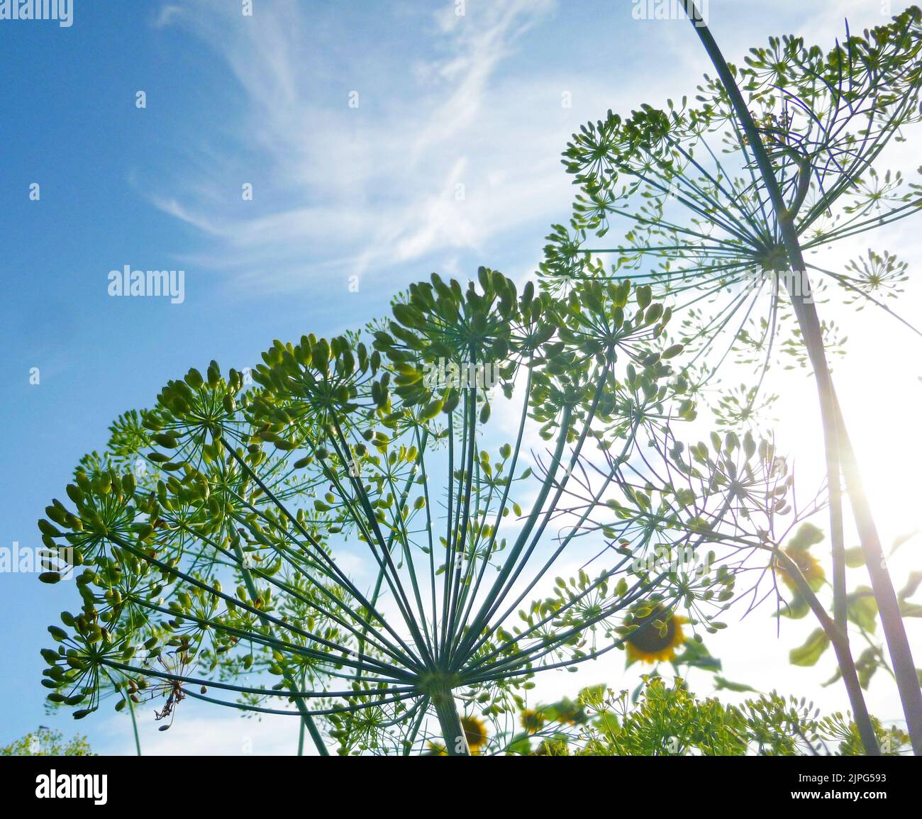 Close-up of dill umbel. Plant against the background of the sky and ...