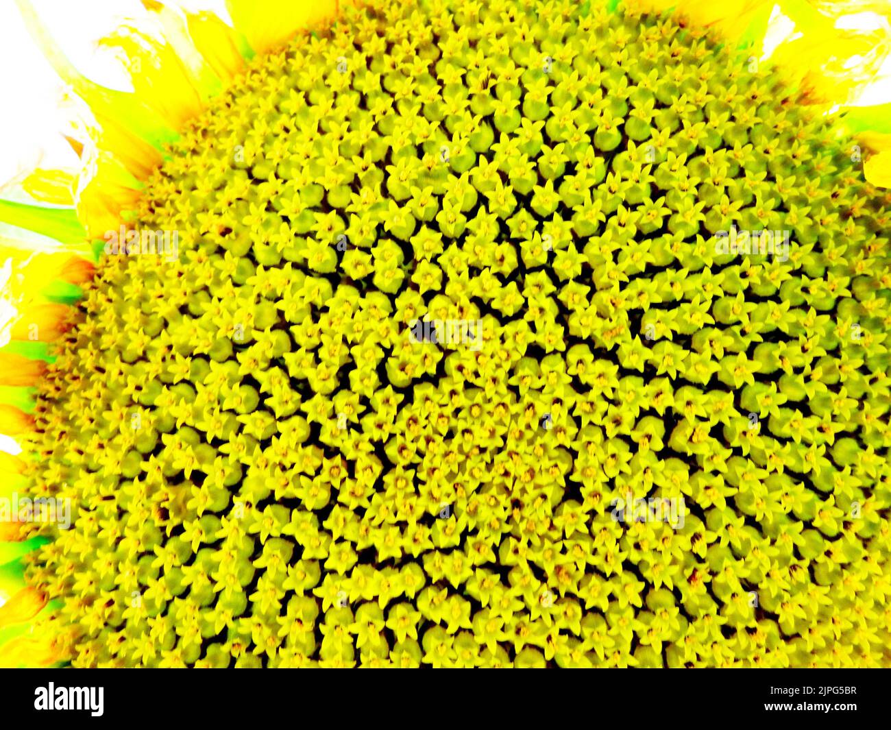 Center of flower sunflower close up. Natural texture for background ...